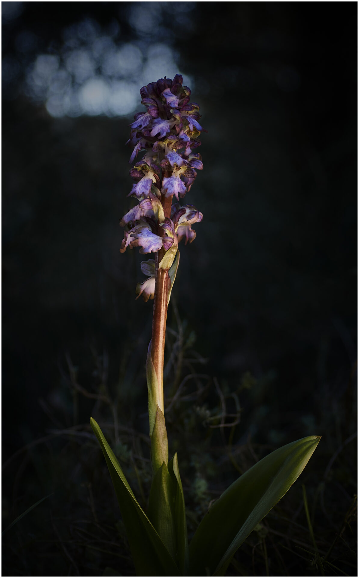 La fotografía de una orquídea autóctona se convierte en la ganadora del ...