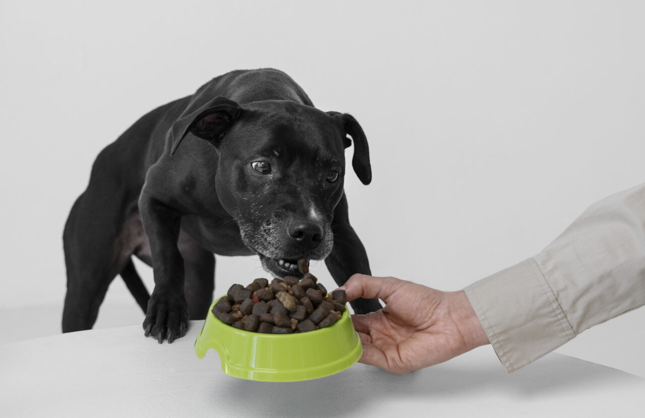 “Muchas veces se confunde comida casera con dar a nuestros animales las ...